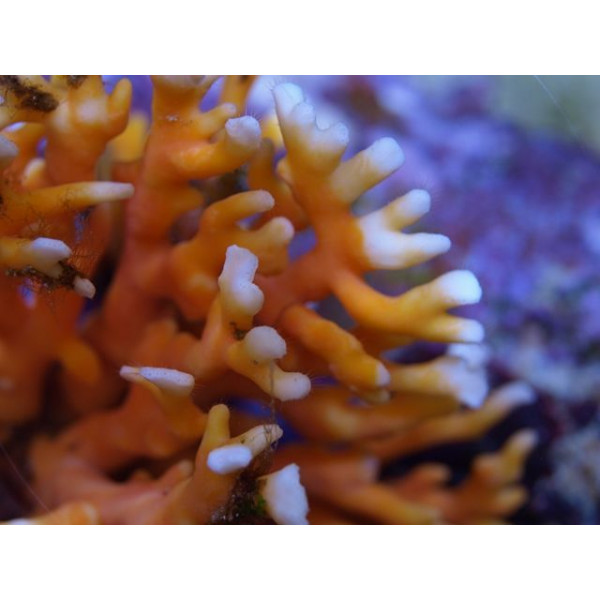 Distichopora Violacea / Stylaster (Orange) S - EasyFish Shop