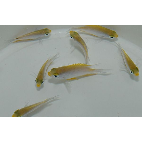 Amblyglyphidodon Aureus M - EasyFish Shop